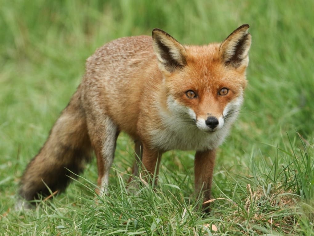 Fox Sightings Common In Livingston This Time Of Year, Police Say