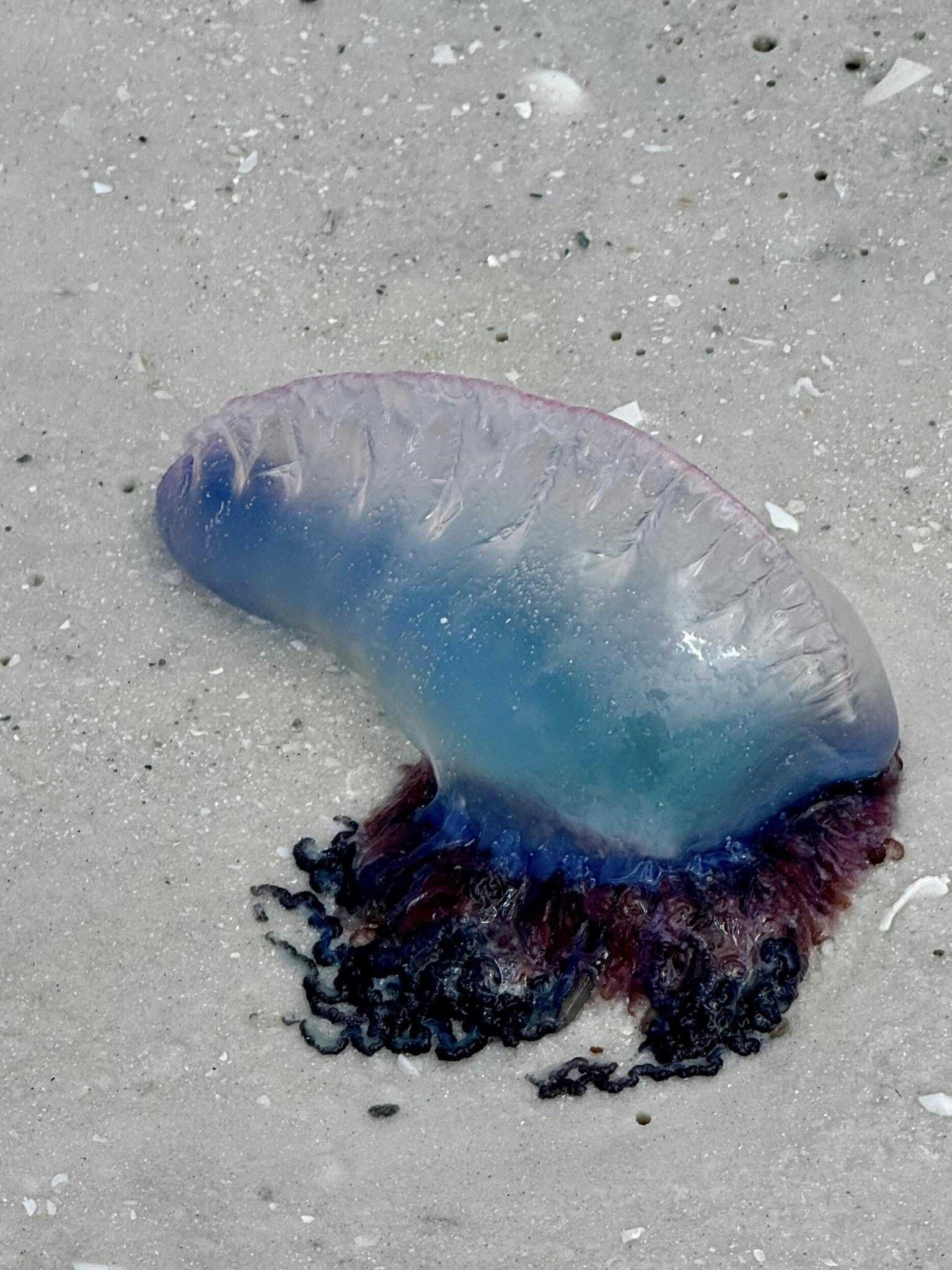 Deadly Portuguese man o’ wars spotted on Marco Island beach
