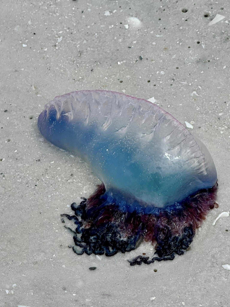 Deadly Portuguese man o’ wars spotted on Marco Island beach