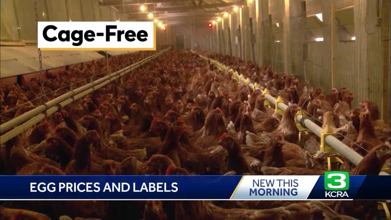 Consumer Reports: Explaining egg prices and what different labels mean