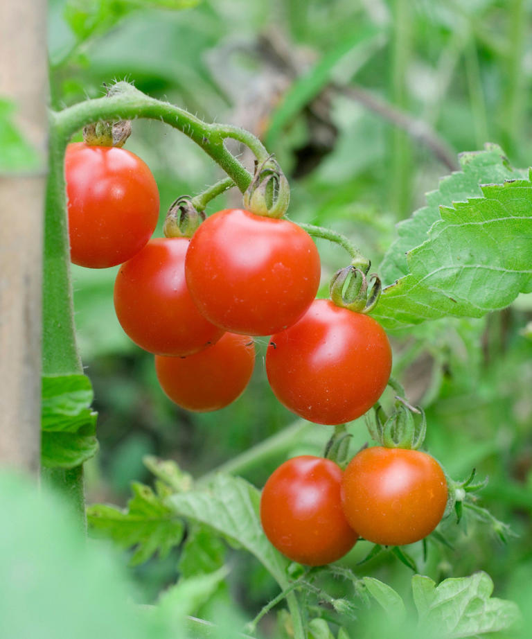 7 of the best tomatoes for growing in pots - expert growers pick their ...