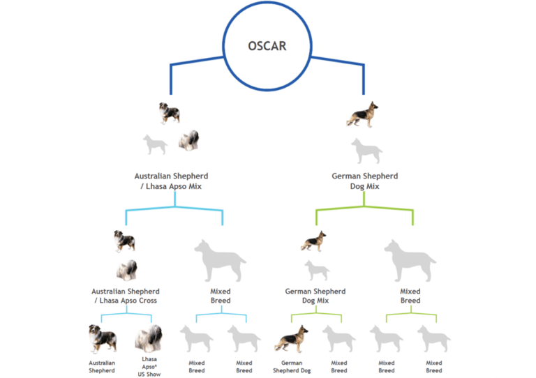 Wisdom Panel Dog DNA Test Review