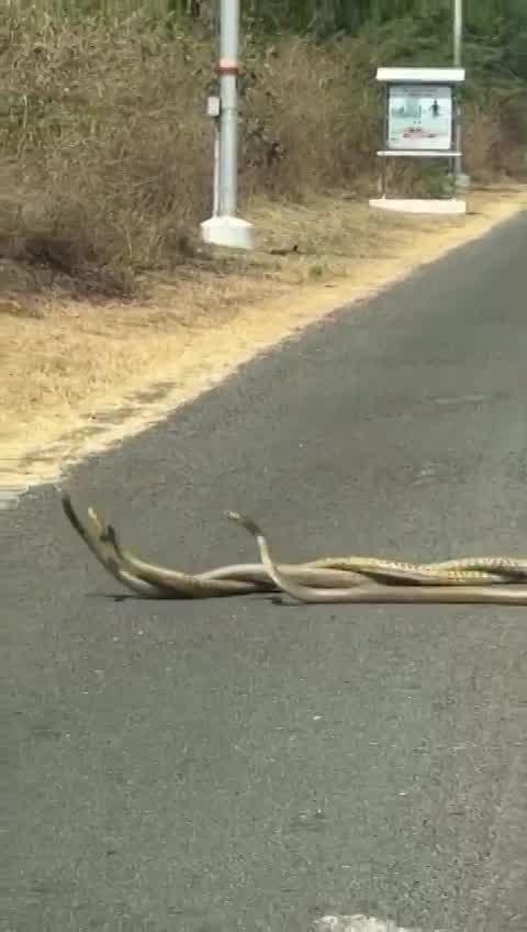 Snakes Dance: రోడ్డుపై పాముల సయ్యాట.. వీడియో వైరల్‌