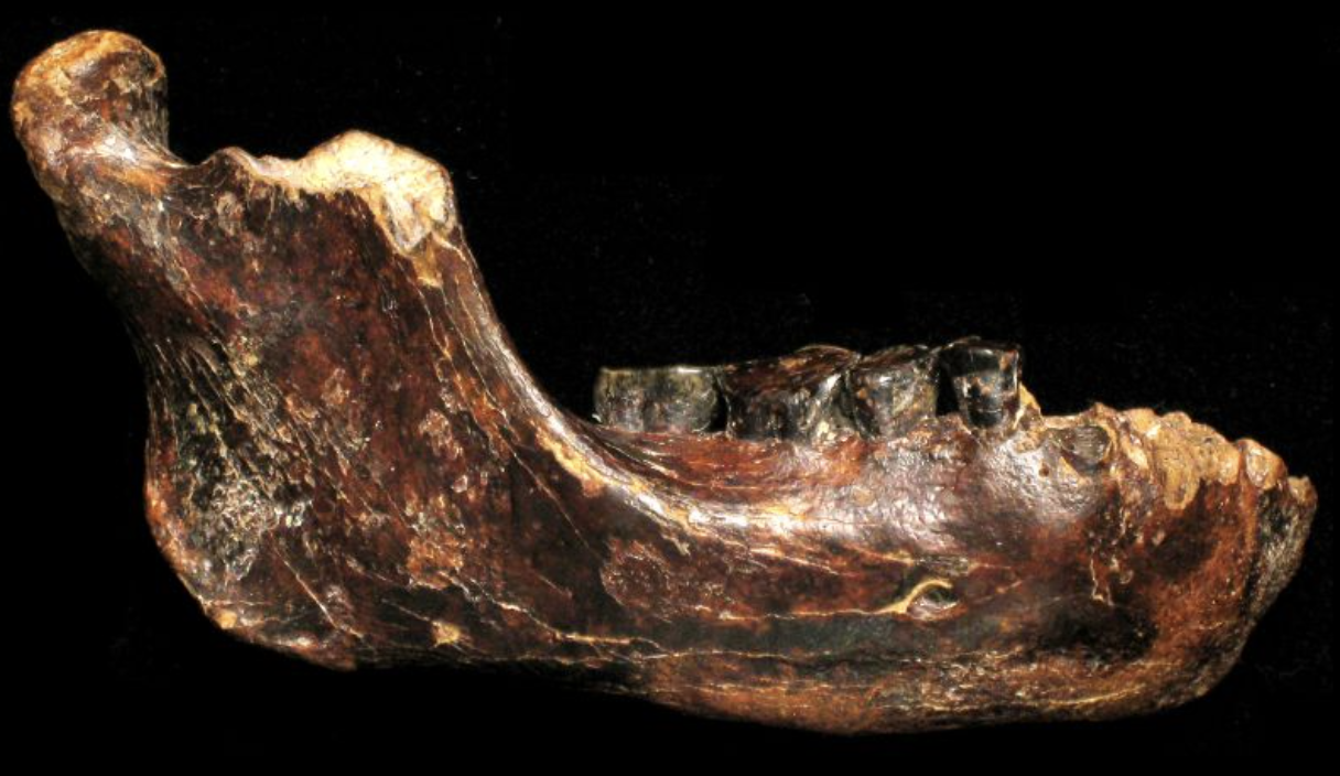 Scoperta a Taiwan una mandibola di un denisoviano, ed è merito di un ...