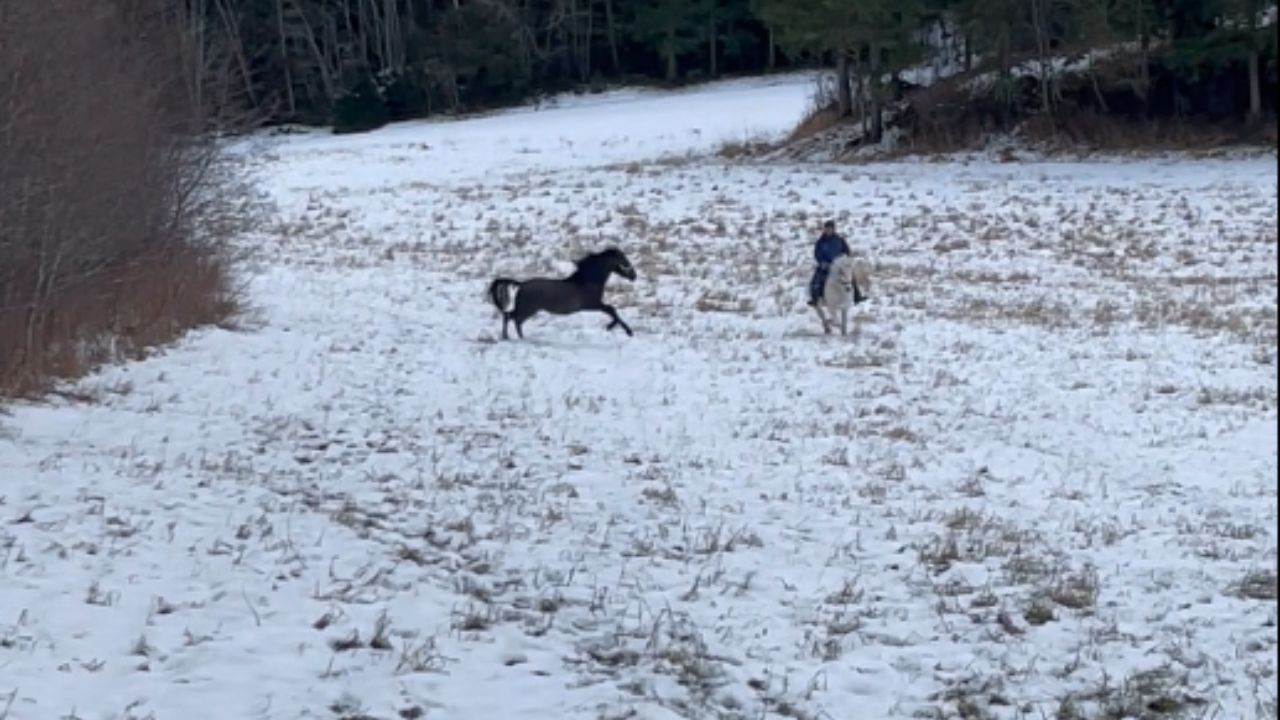 Rider's horseback ride becomes a hilarious mess when a young horse ...