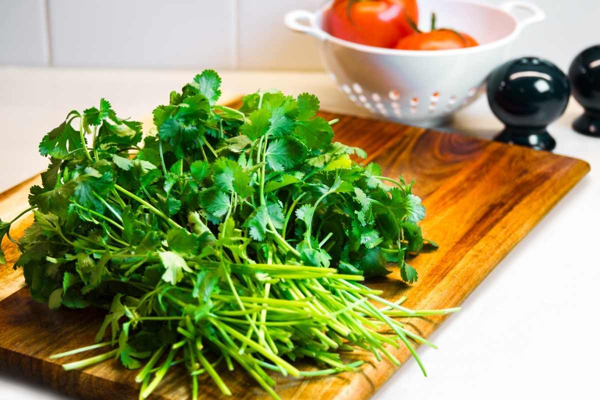 ¿Para que sirve el cilantro? Usos que te sorprenderán