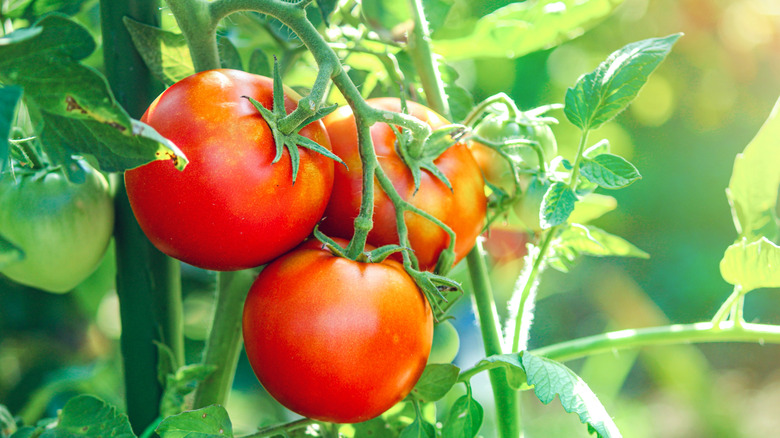 Help Your Tomato Plants Thrive By Planting This Herb Next To Them