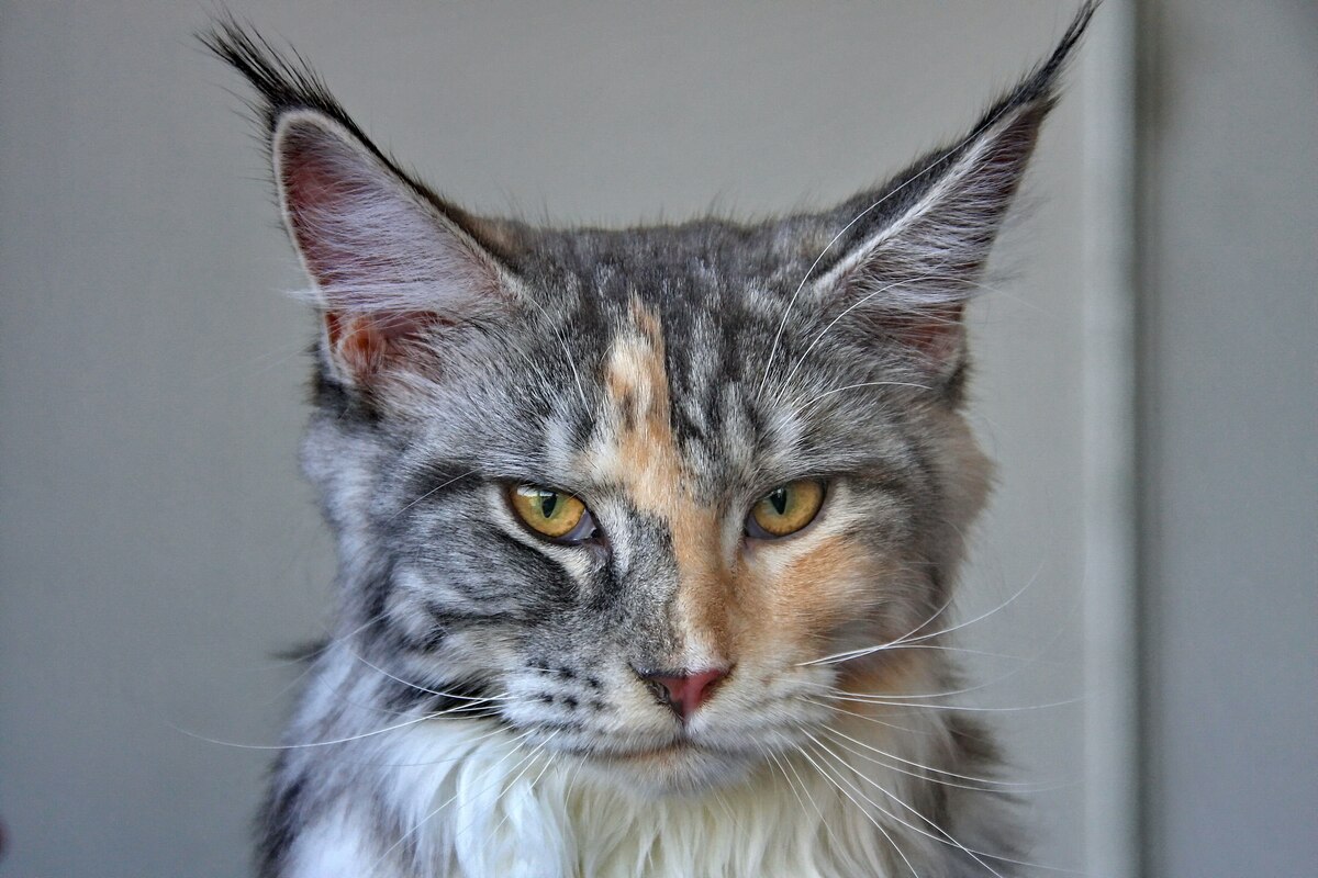Meet the Big Cats of the Pet World