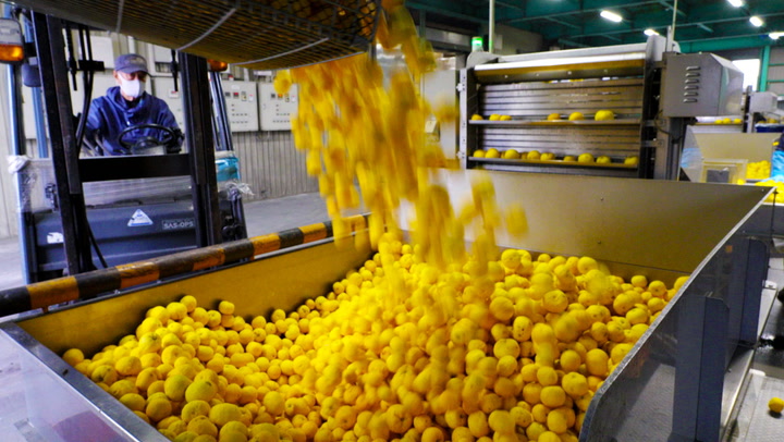 The demand for this expensive Japanese fruit is skyrocketing. Here's ...