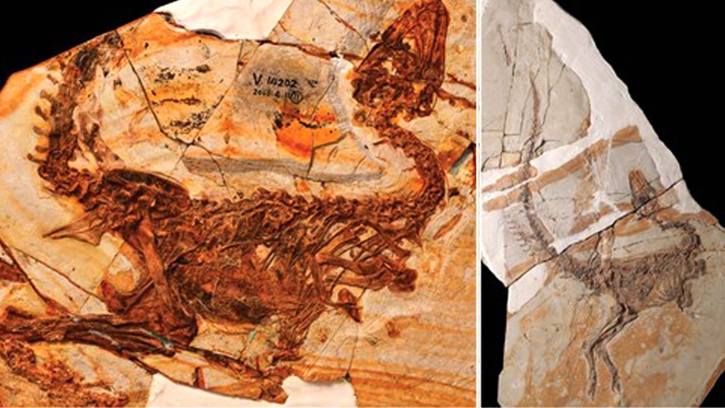 Two brand new species of dinosaur discovered in 125,000,000 year old fossil
