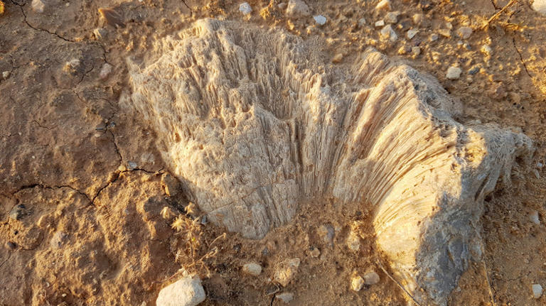 10 Best Places To Look For Fossils In The United States