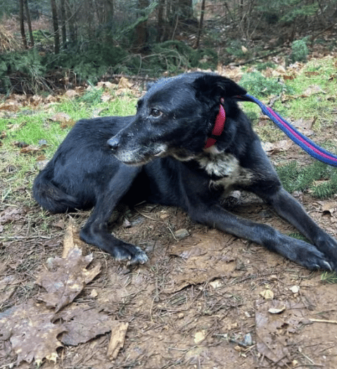 "Sad and broken" dog traumatised by her past : Will she find the ...