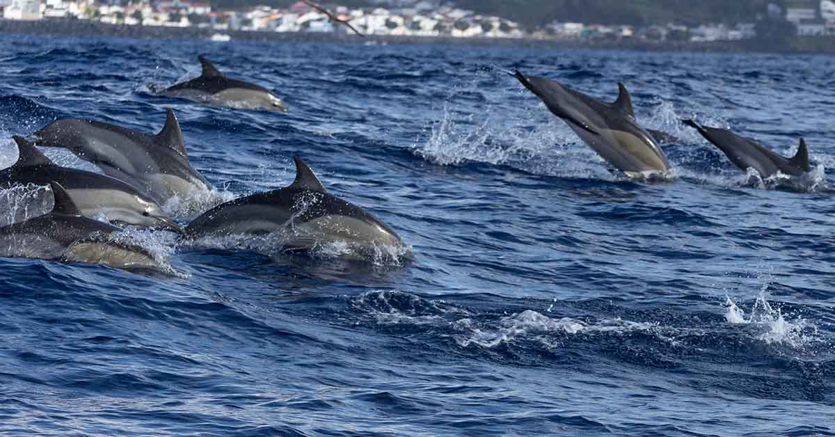 The Dark Side of Dolphins: 8 Surprising Facts