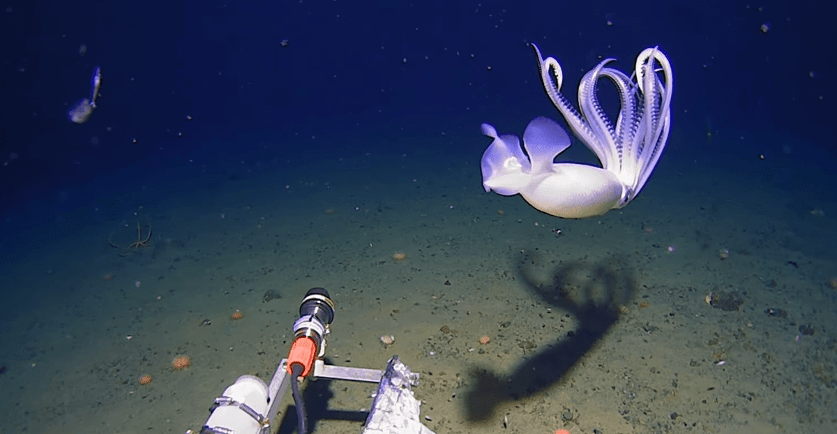 In The Near-Zero Depths Of Antarctica, Strange Squids Have Been Caught ...
