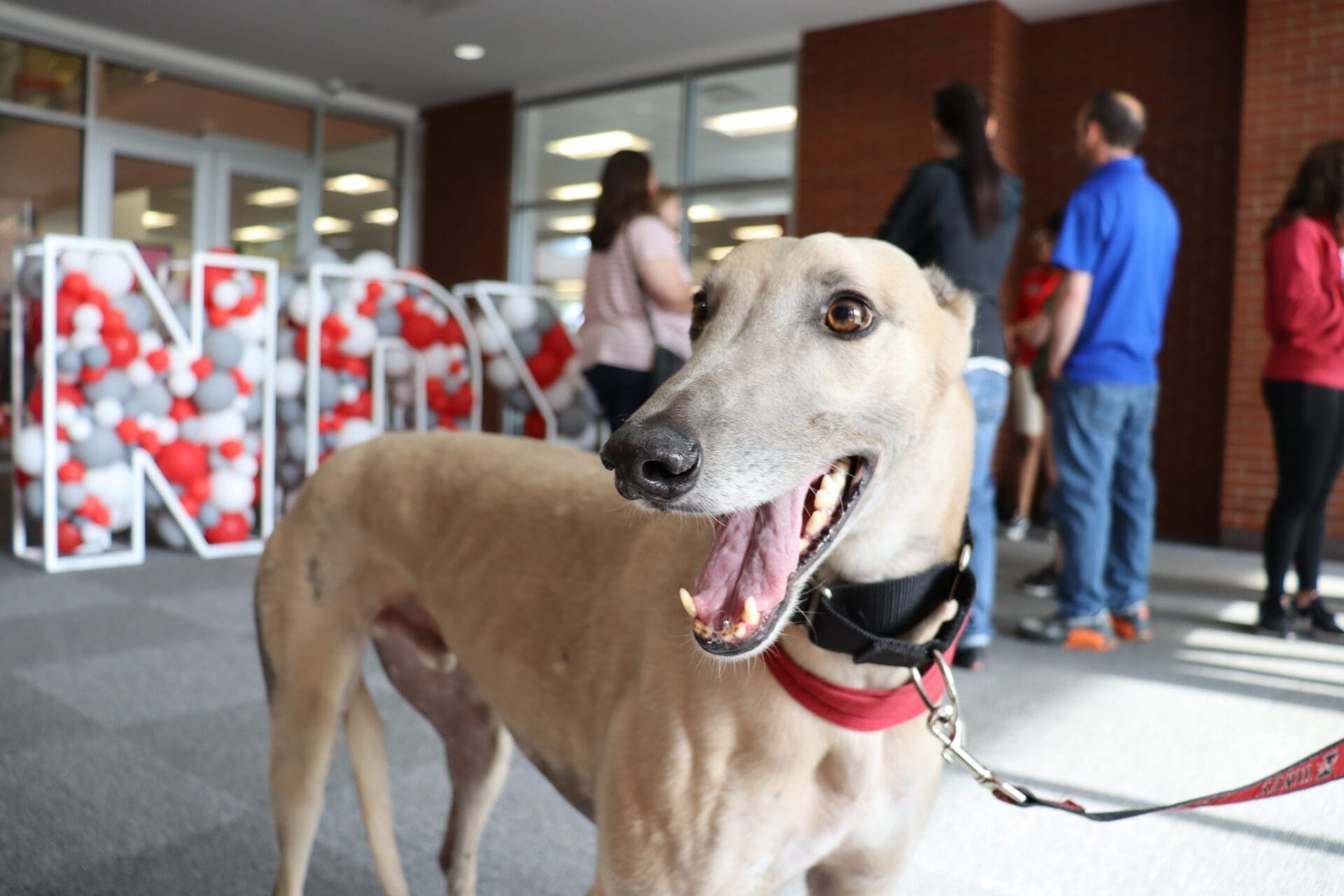 Grady the Greyhound represents joy, second chances during Adopt a ...