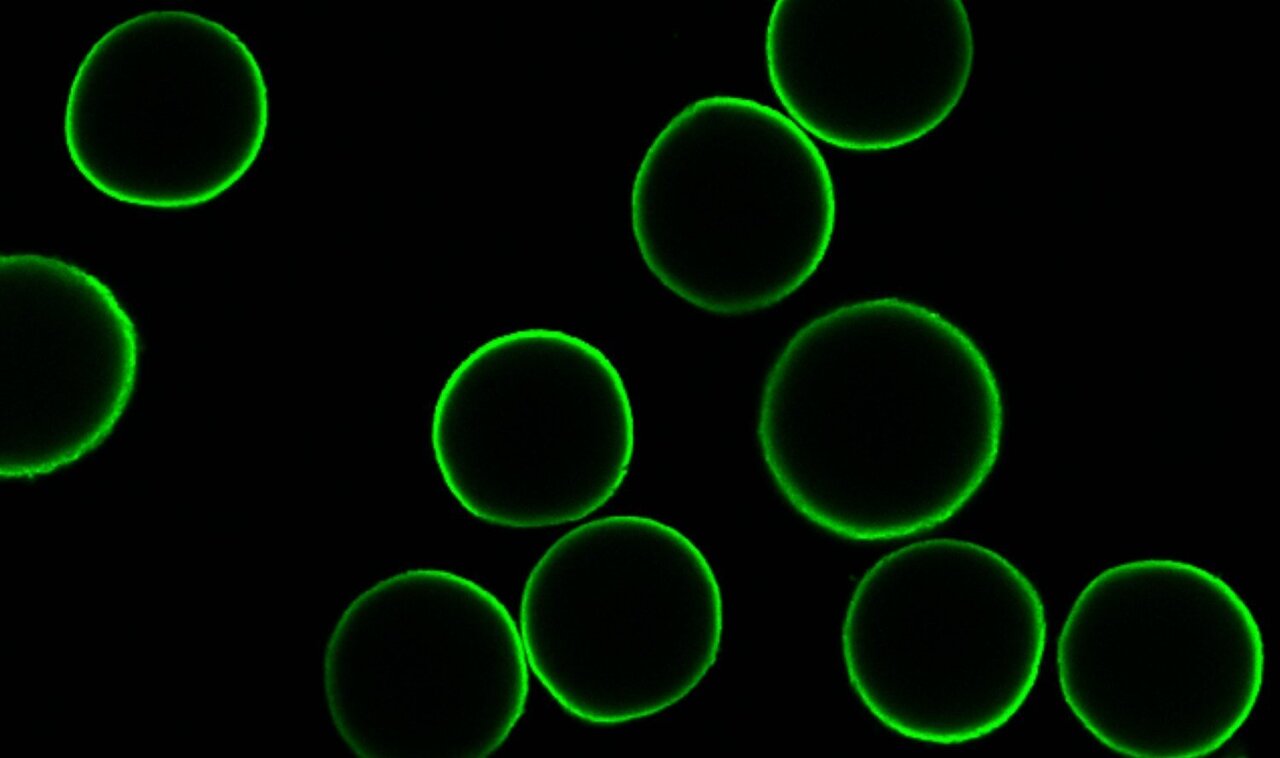 Modified antibody fragment blocks fertilization, paving way for ...