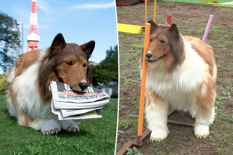 Toco the ‘human collie’ who lives in $16K dog suit may be forced to ...