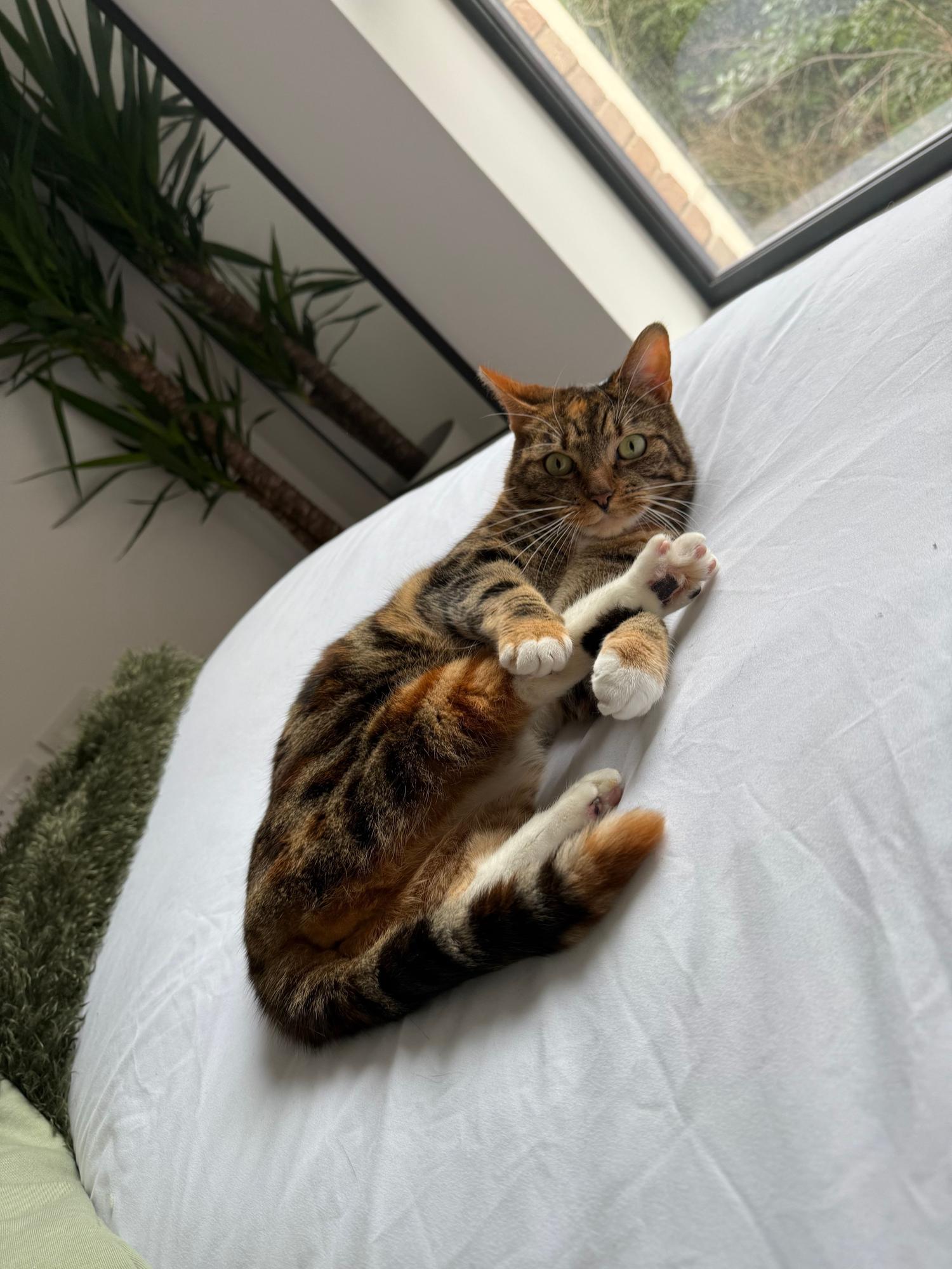 My cat went missing on the day I was moving house, 7 weeks later she ...