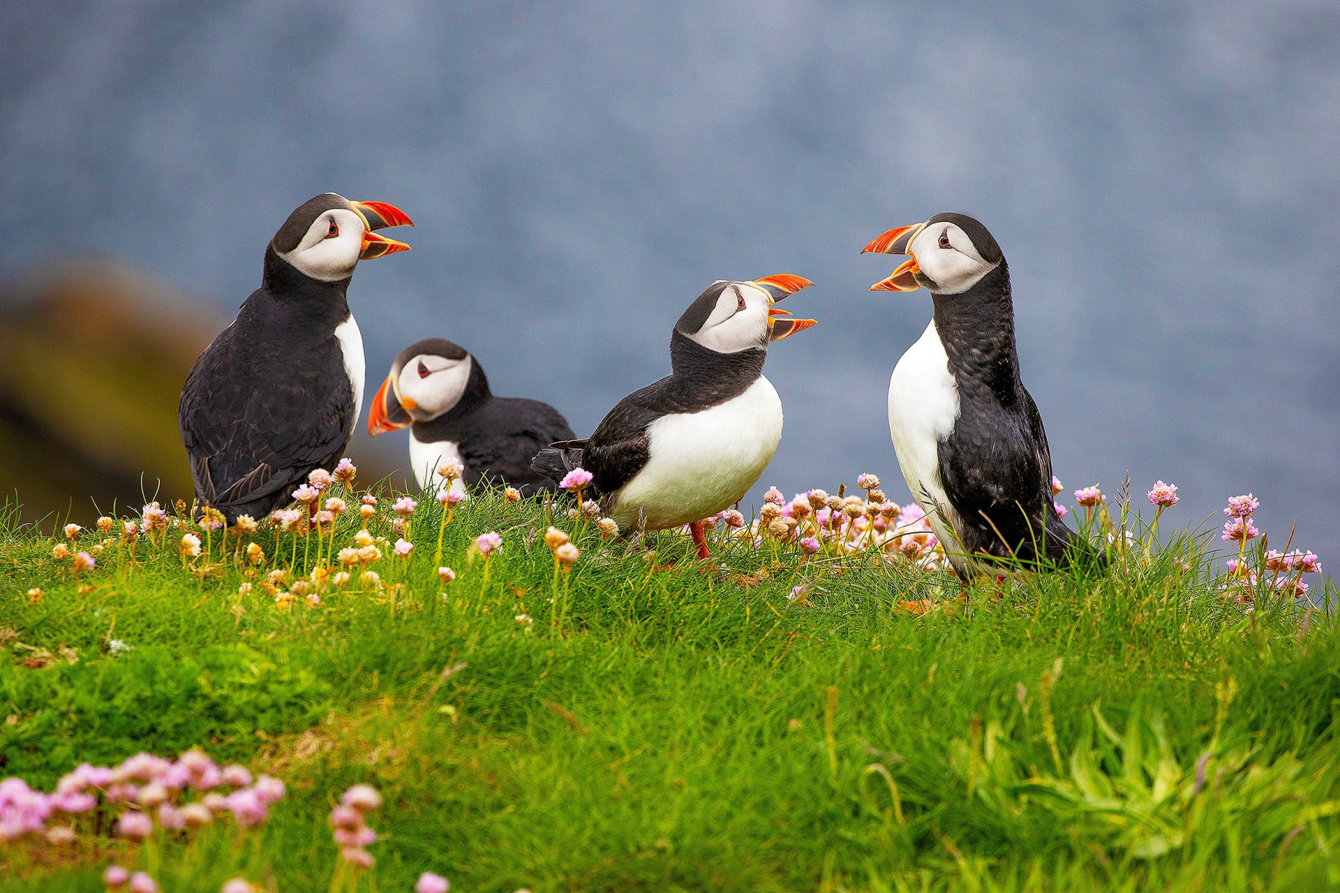 Puffins: the charismatic seabirds of the North