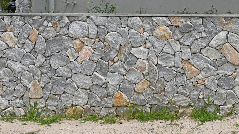 Cover Plain Garden Walls With A Beautiful Trailing Ground Cover