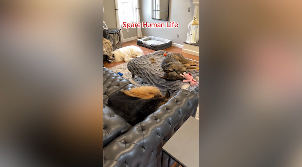 How Man Knows He's Only The Spare Human In His Household