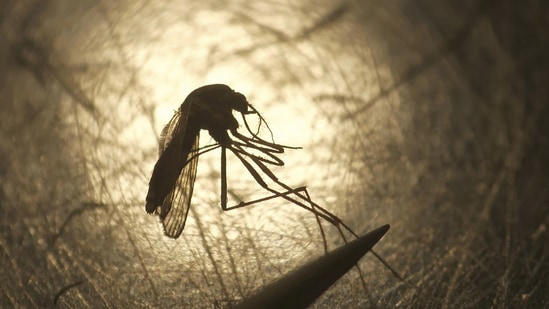 Summer season and malaria: Doctor explains risk factors that can make ...
