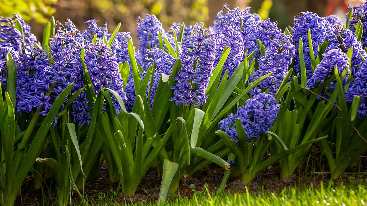 Cómo cuidar de tus jacintos para que florezcan bonitos e inunden tu ...