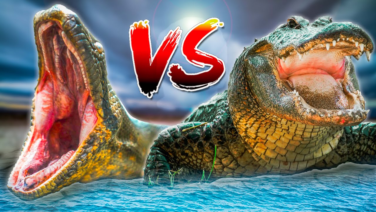 Alligator vs Anaconda: Swamp Showdown of the Titans