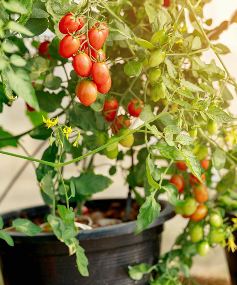 What to do with tomato plants in June: 5 early-summer jobs for a bigger ...