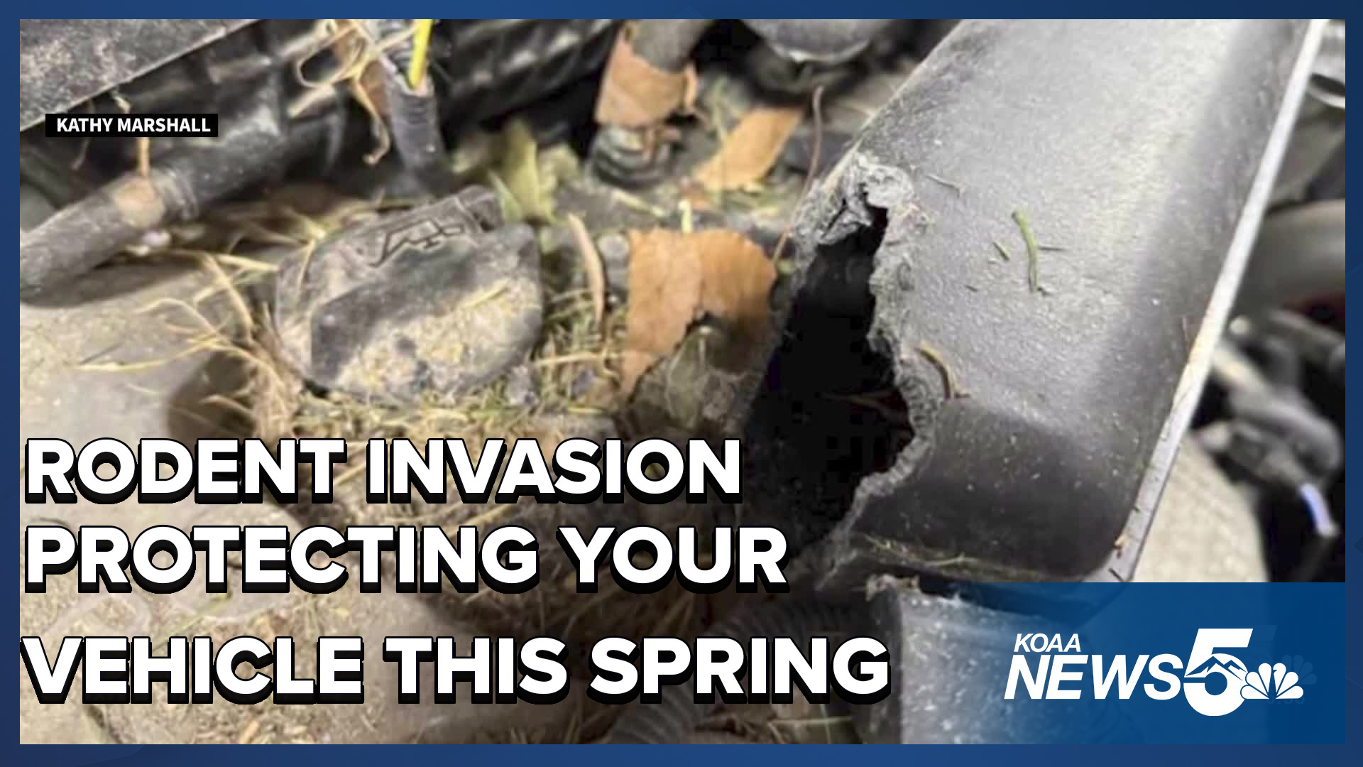 Rodent Invasion: Protect Your Vehicle from Destructive Critters