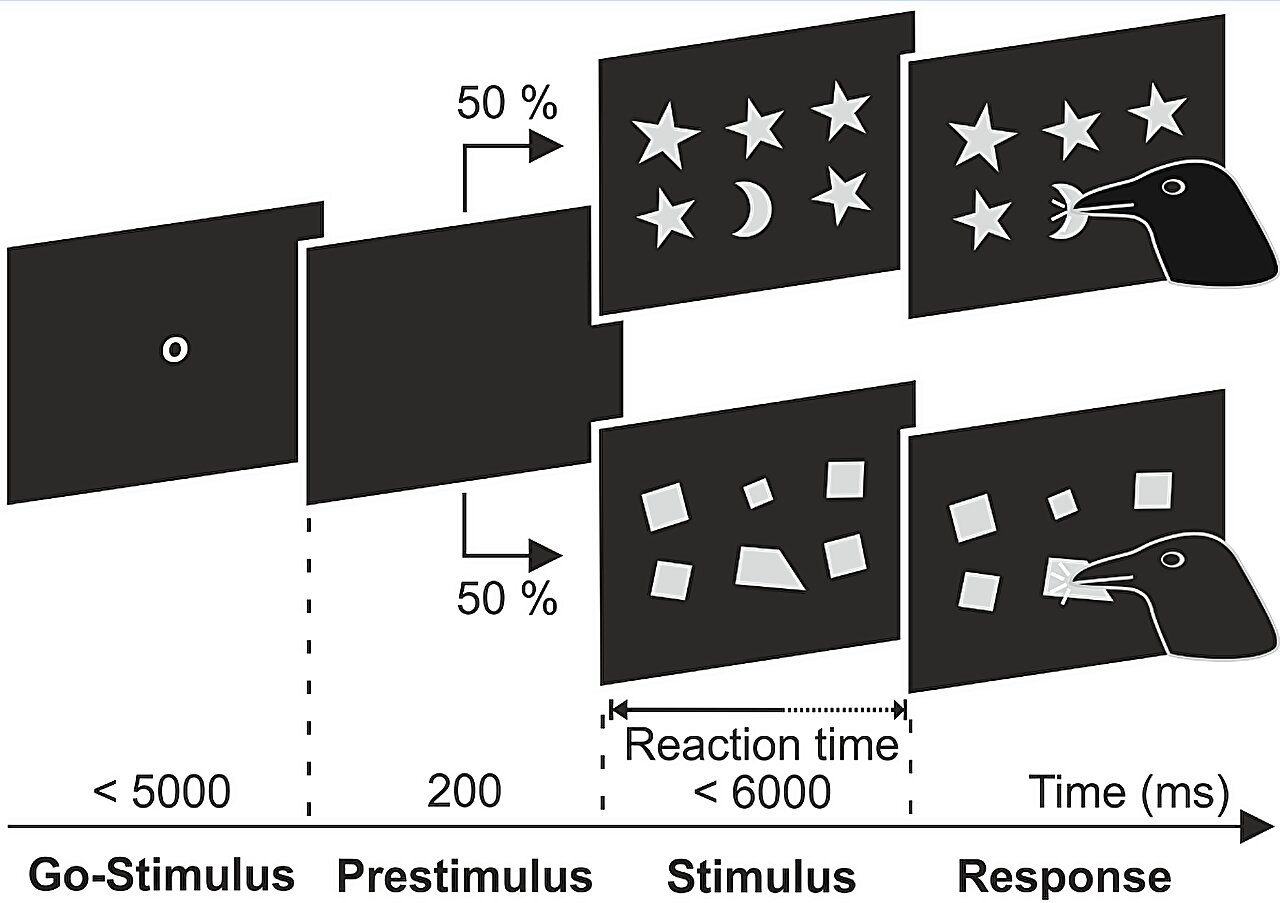 Crows can recognize geometric regularity