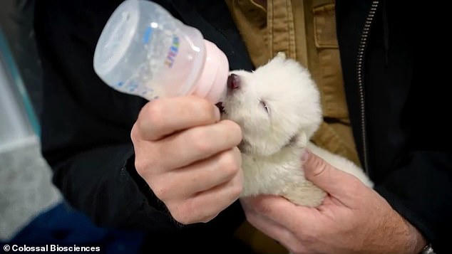 Scientists perform world's first de-extinction to revive the dire wolf