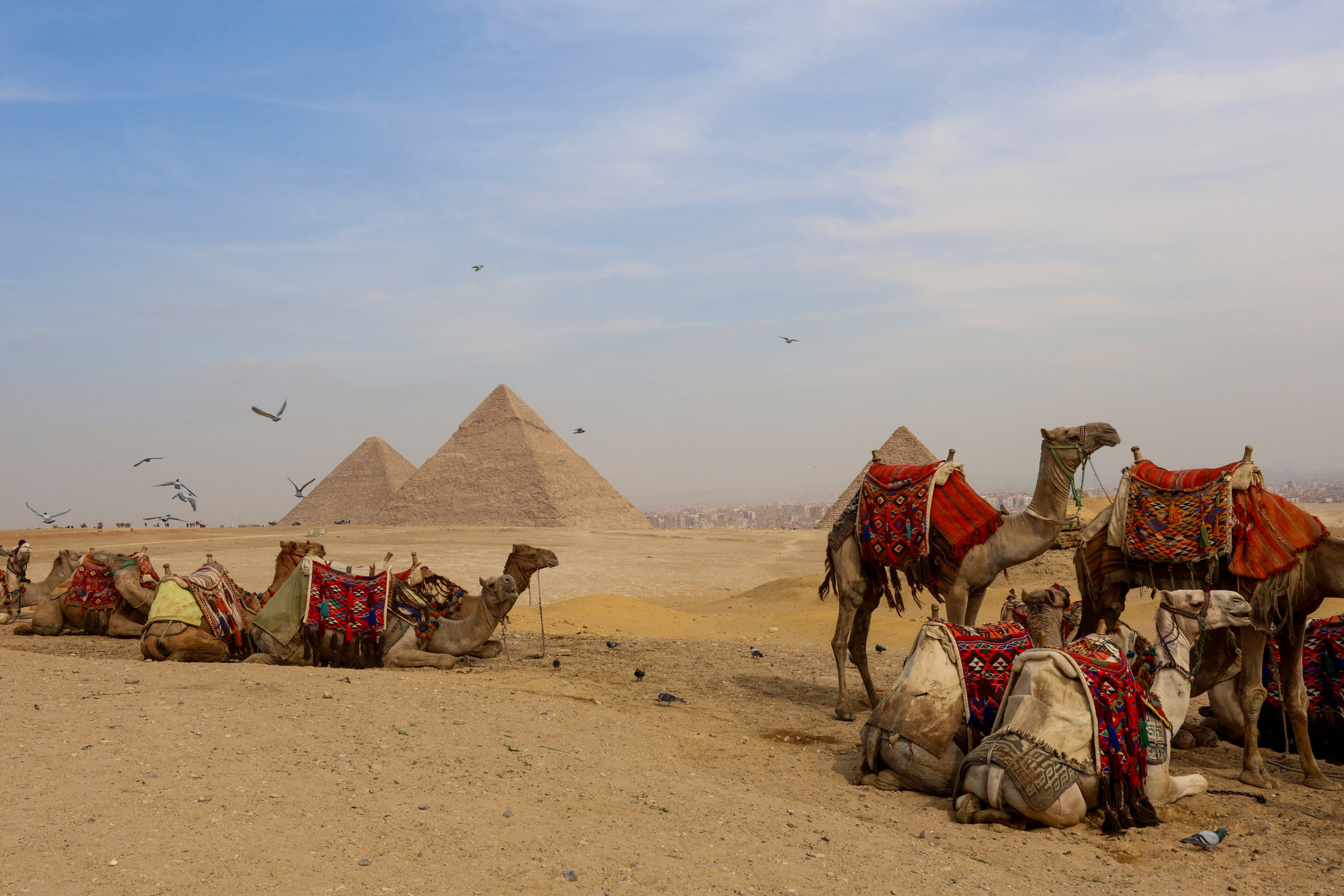 Camel Protests Hit Pyramids