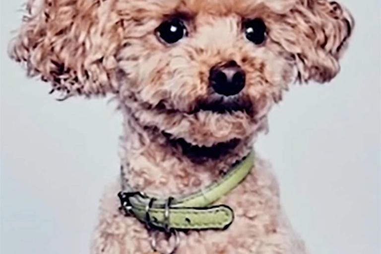 Pit bull kills toy poodle in vicious Santa Monica dog attack; police ...