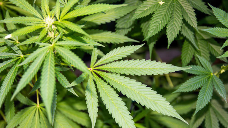 Flying With Weed: TSA Marijuana Rules Explained