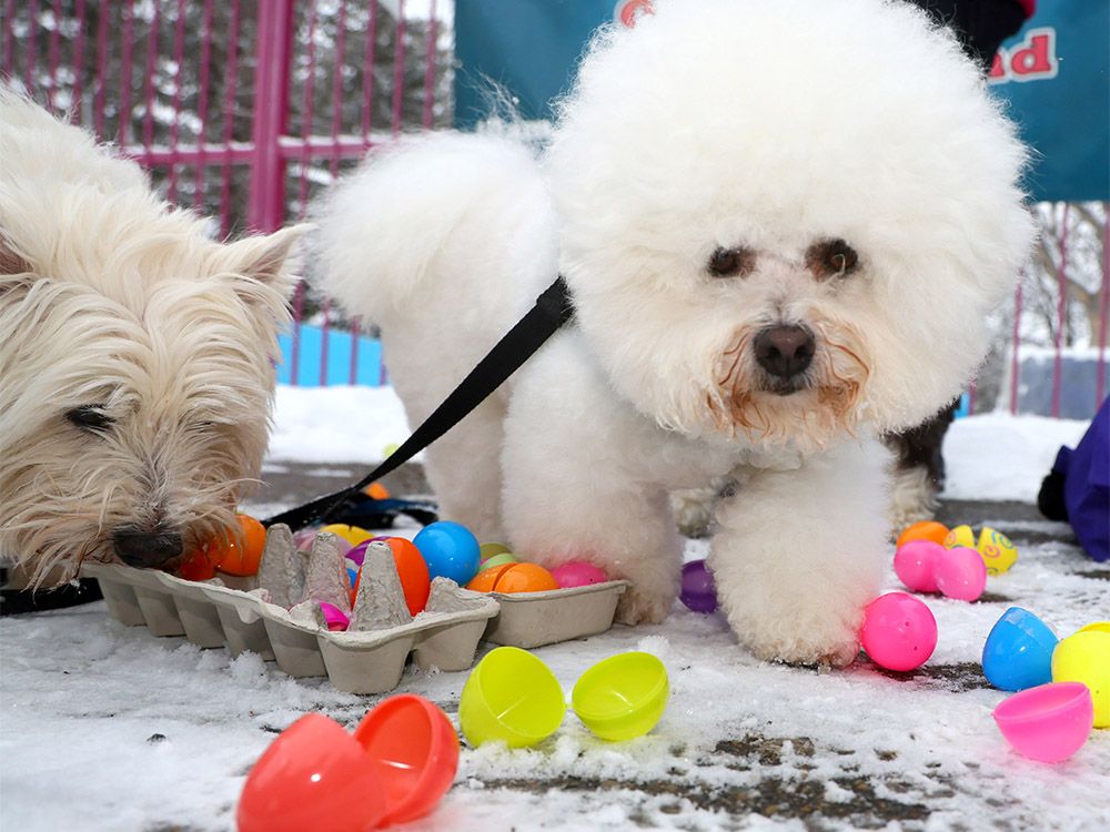 Things to do in Calgary in April: Easter | Reptile Expo | Heritage Park ...
