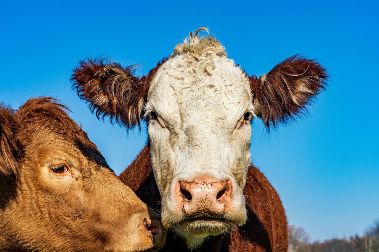 A spray in a cow's nose could soon protect it, and people, from bird flu