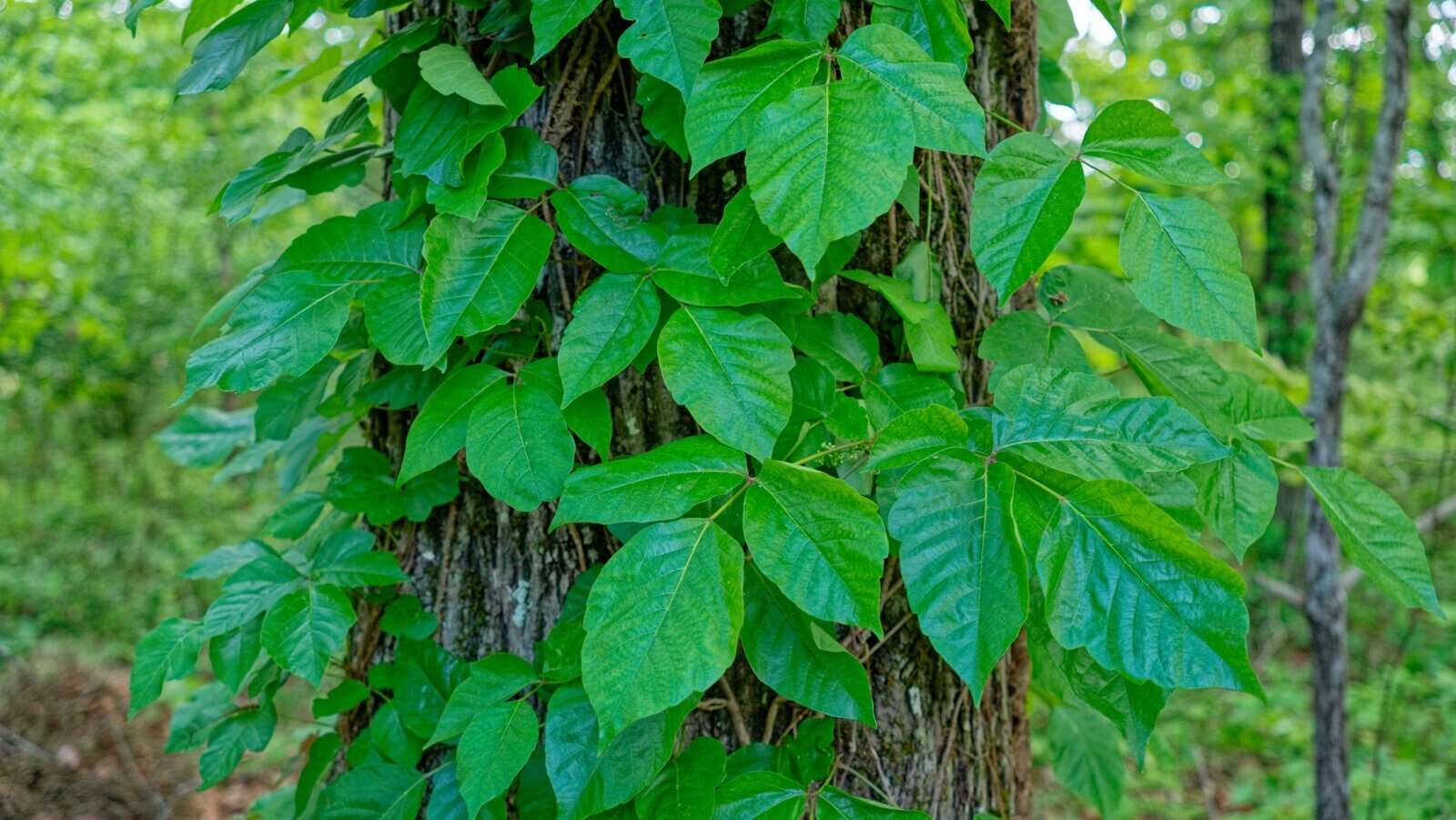 Why Poison Ivy Is More Dangerous Than You Think-Even If You Were Once ...