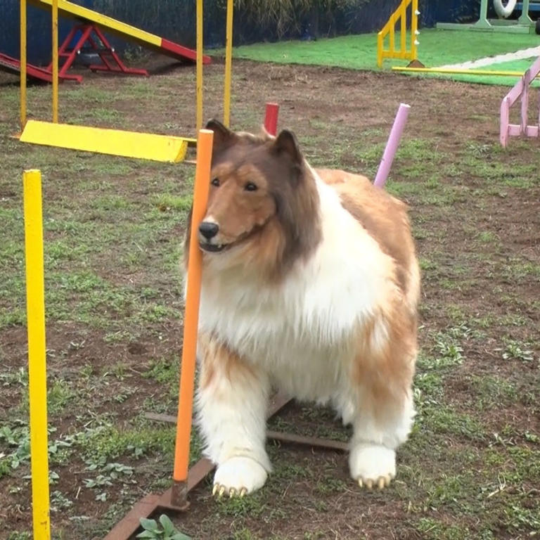 Toco the ‘human collie’ who lives in $16K dog suit may be forced to ...