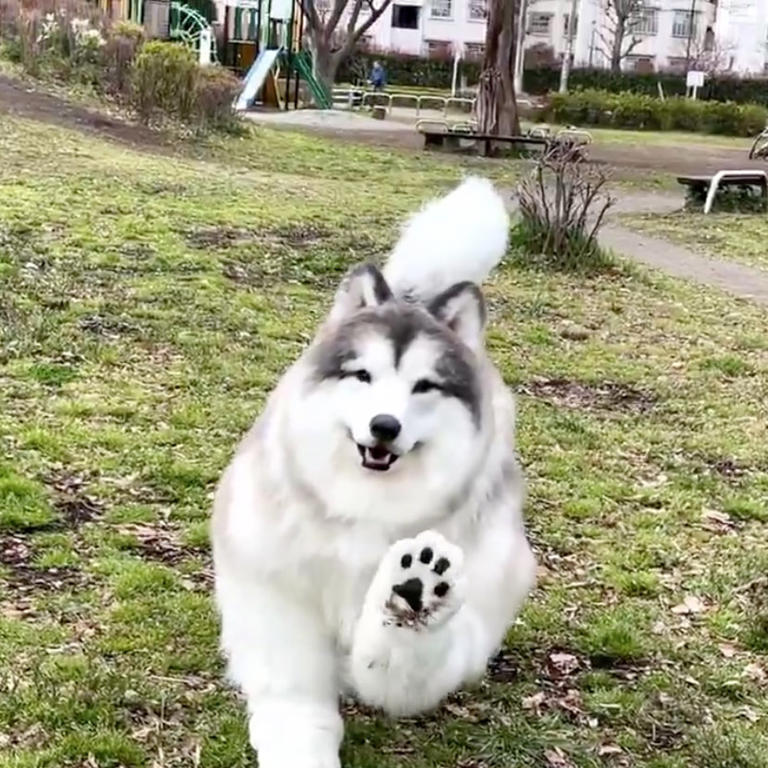 Toco the ‘human collie’ who lives in $16K dog suit may be forced to ...