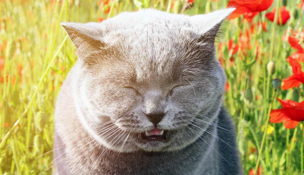 What Is the Flehmen Response in Cats?