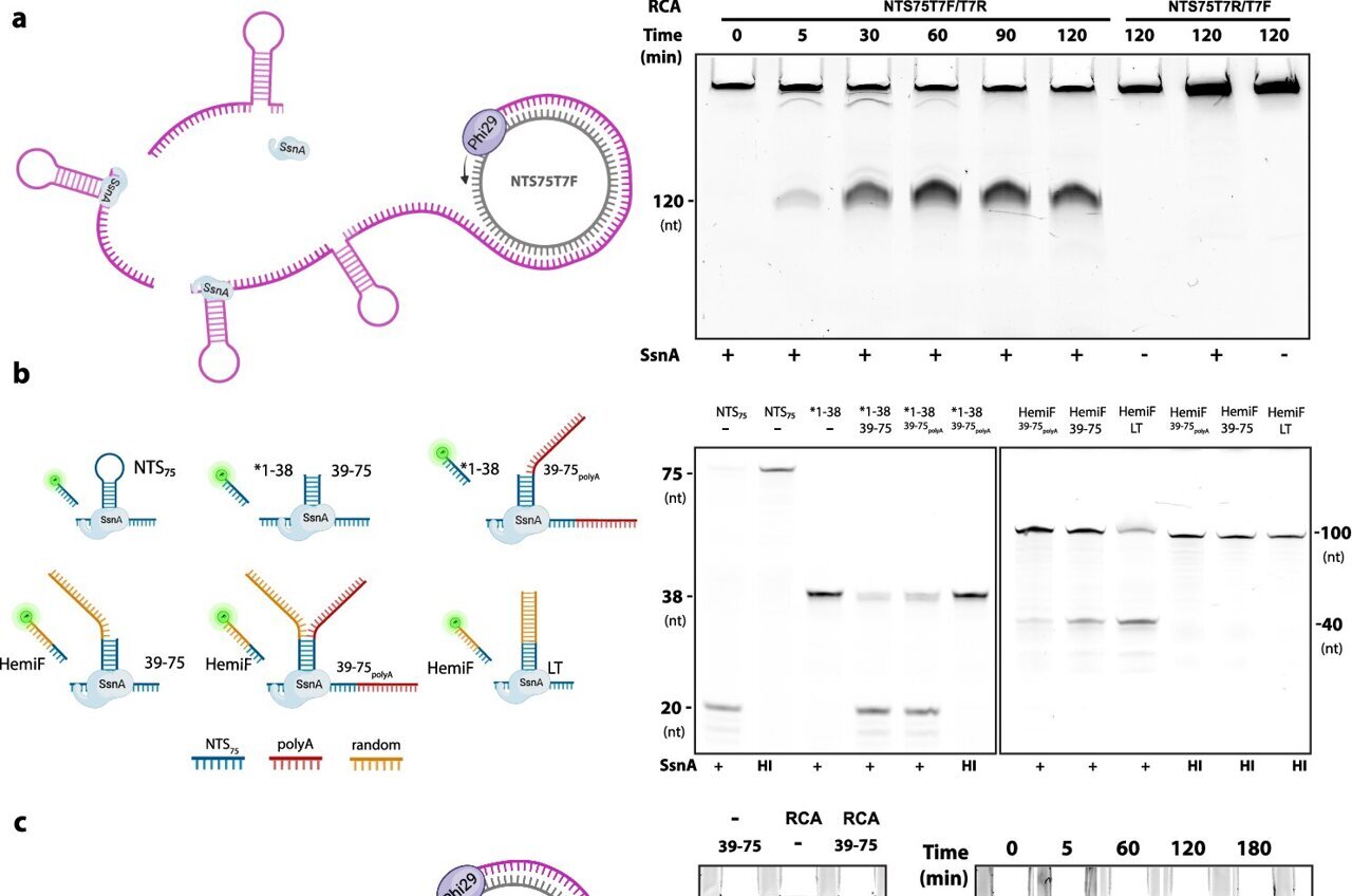 A new family of enzymes can induce targeted cuts in single-stranded DNA