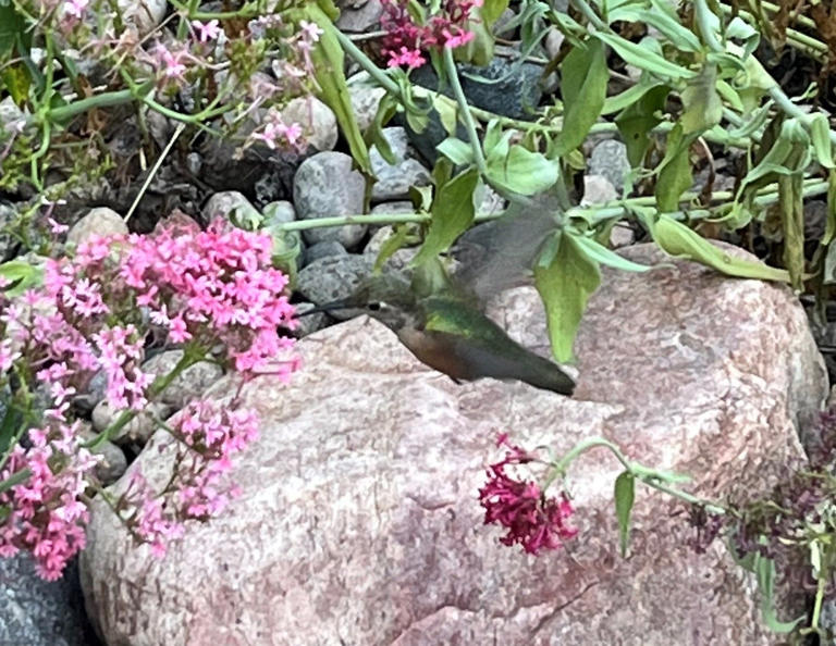 Get your feeders ready, hummingbirds are back in Ohio. See where on ...