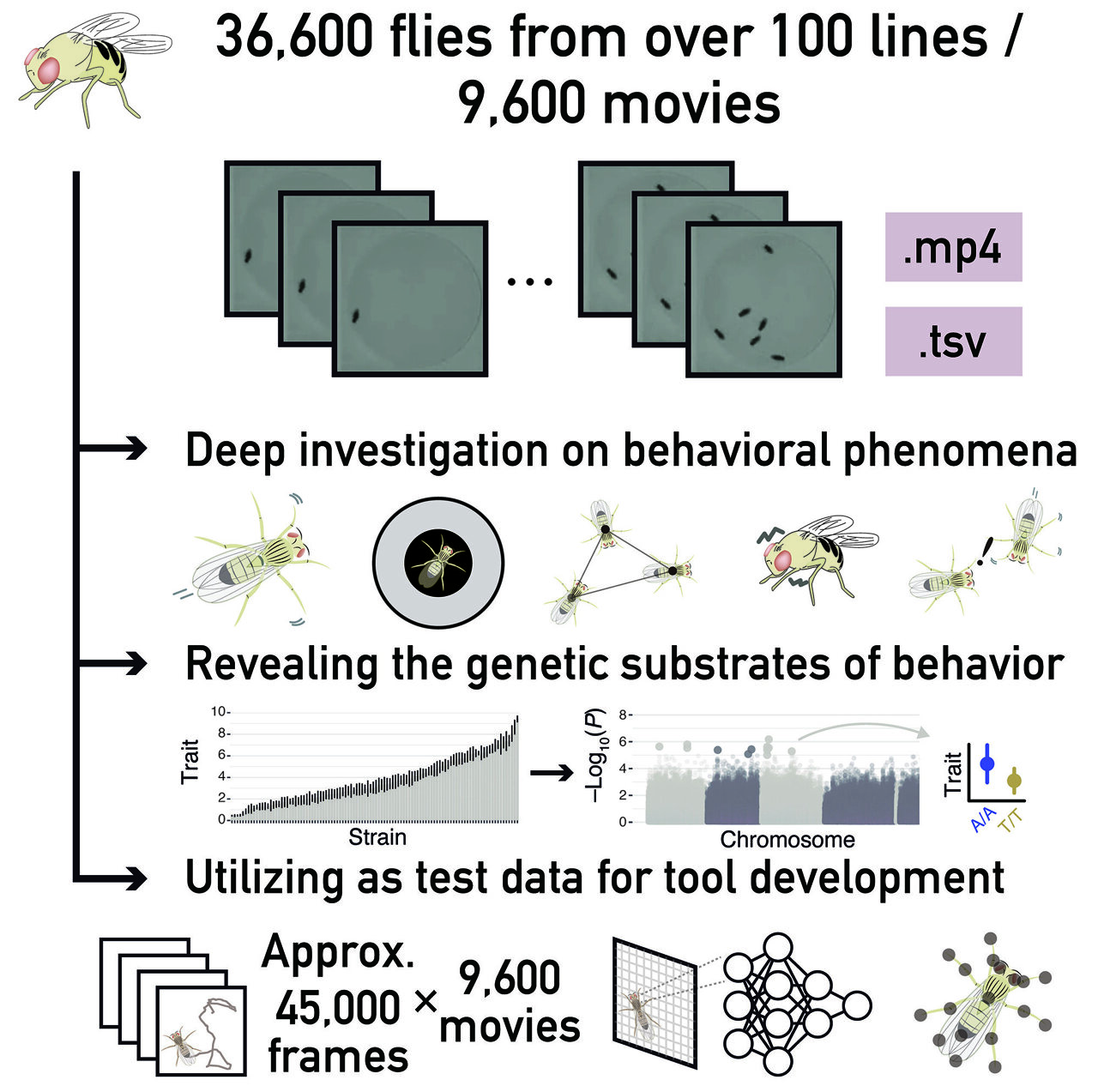 Comprehensive Fruit Fly Behavior Dataset Maps Genetic Diversity To