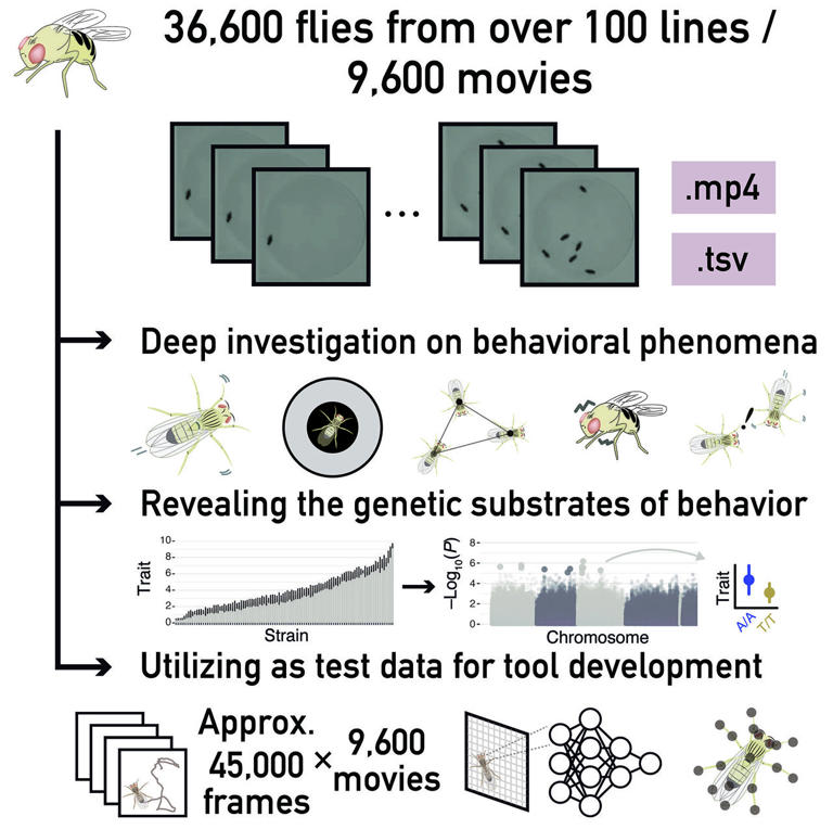 Comprehensive fruit fly behavior dataset maps genetic diversity to ...
