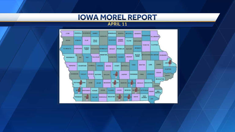 Morel mushrooms found in several Iowa counties