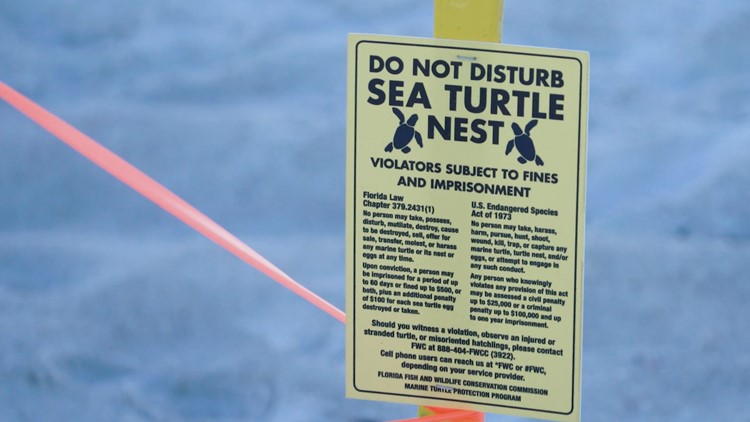 Sea turtle patrol to start on Anna Maria Island ahead of nesting season
