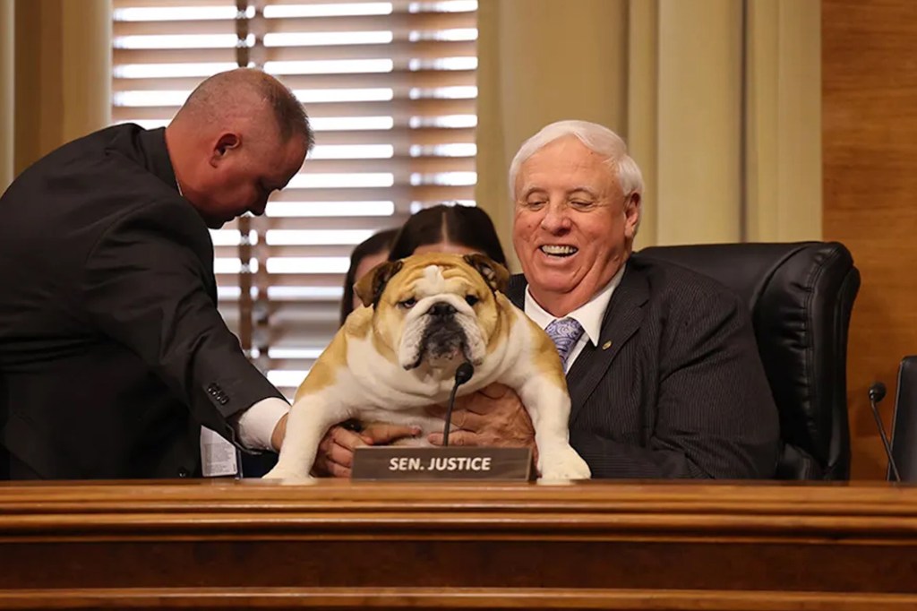Babydog, Sen. Jim Justice’s adorable plump pooch, has her ‘testimony ...