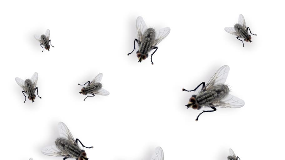 Fly Migration Is Essential to Our Ecosystem, Study Finds