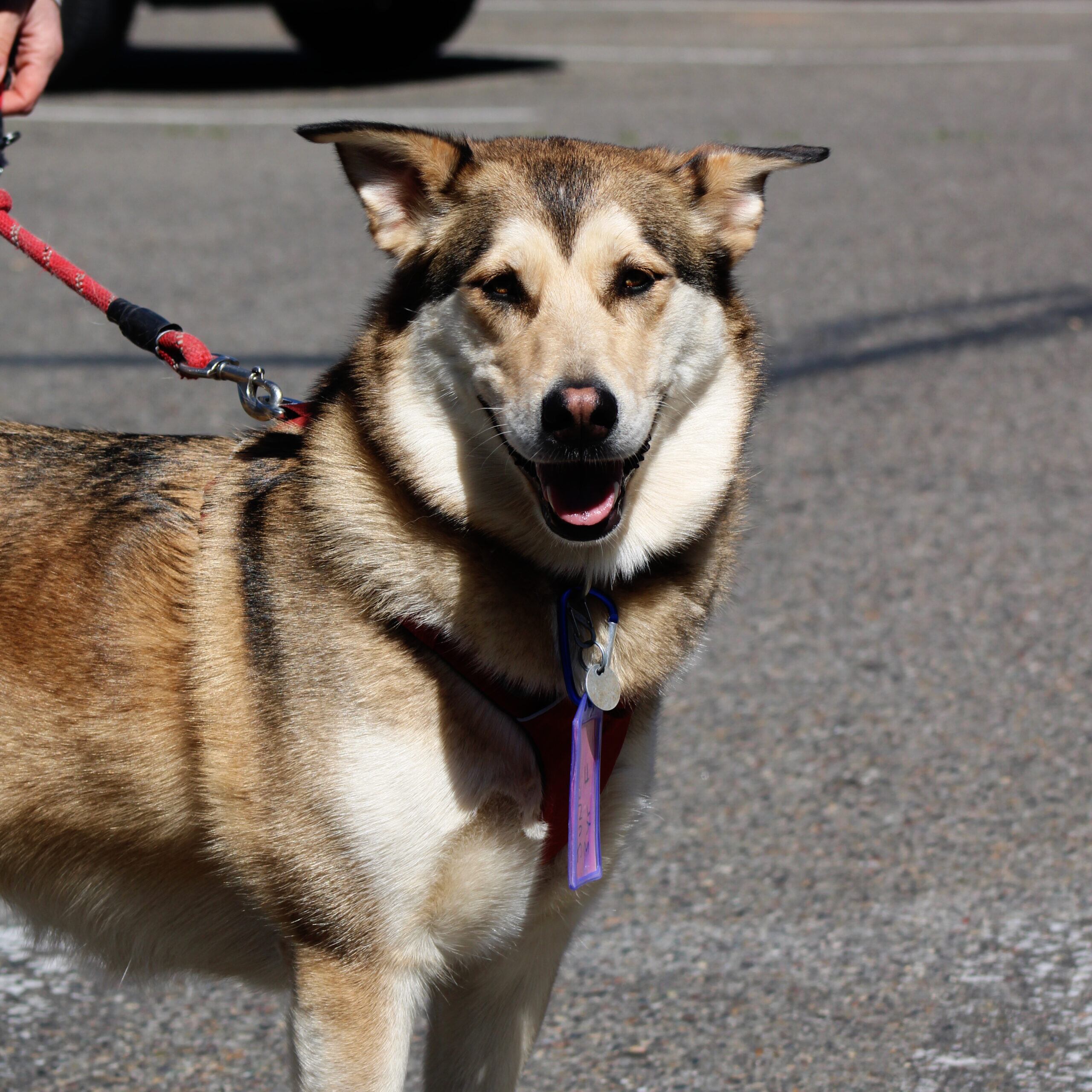 Juno, a husky and German shepherd mix, seeks a forever home